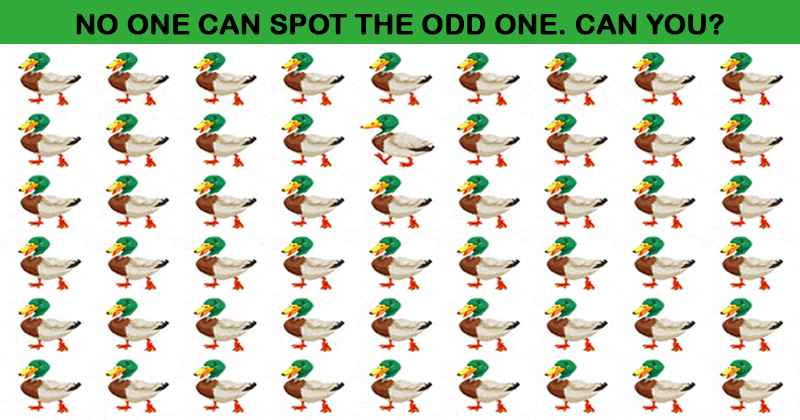 EYE TEST: How Fast Can You Spot The Different Duck? – SELFIE QUIZ