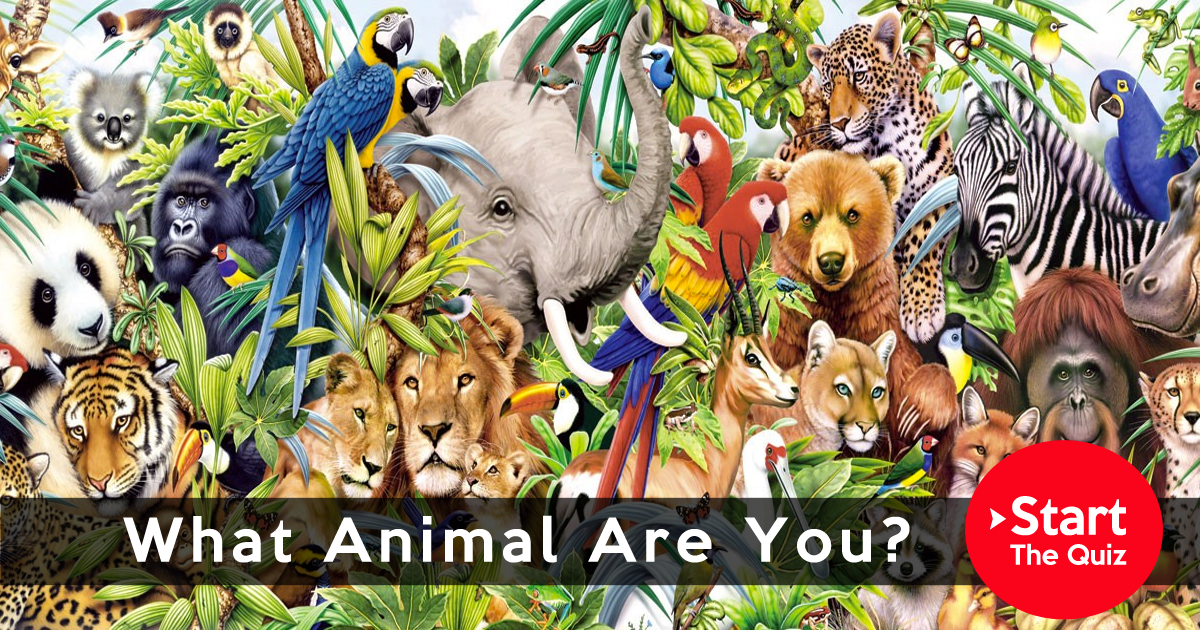 What animal are you?
