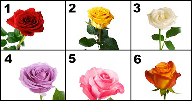 Choose The Most Beautiful Rose And Discover The Most Beautiful Secrets ...